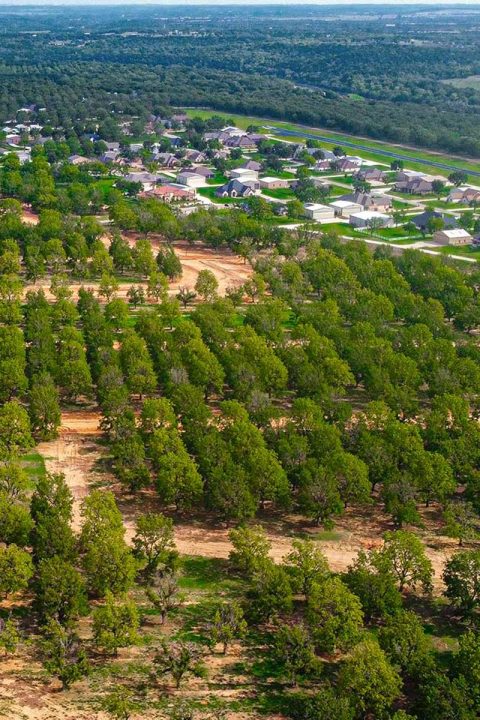 | Pecan Plantation