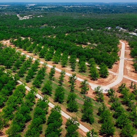Info Book | Pecan Plantation