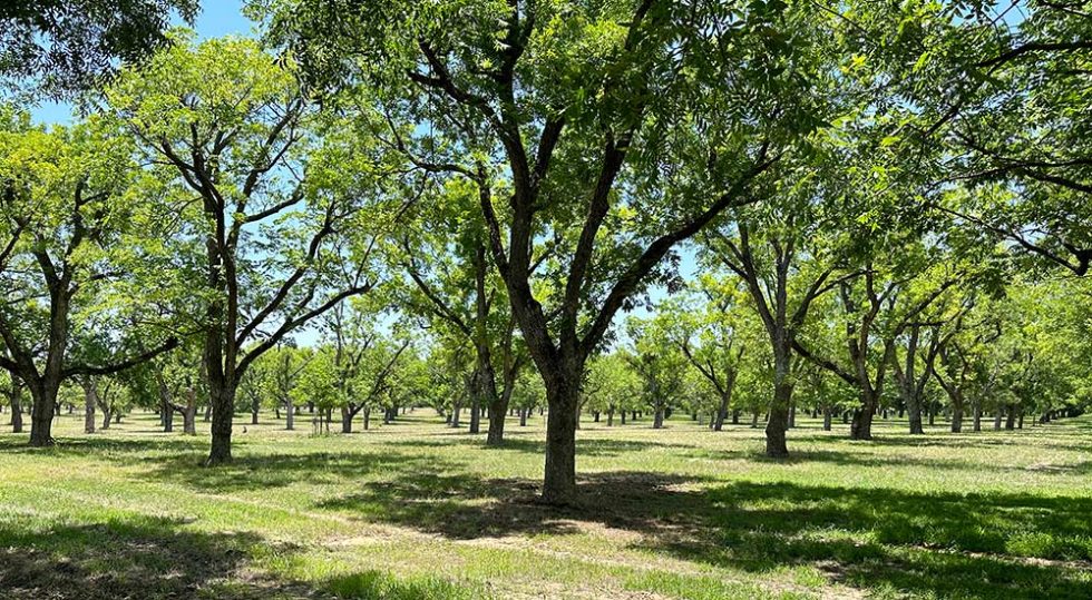 The Land Report: Pecan Plantation | Pecan Plantation